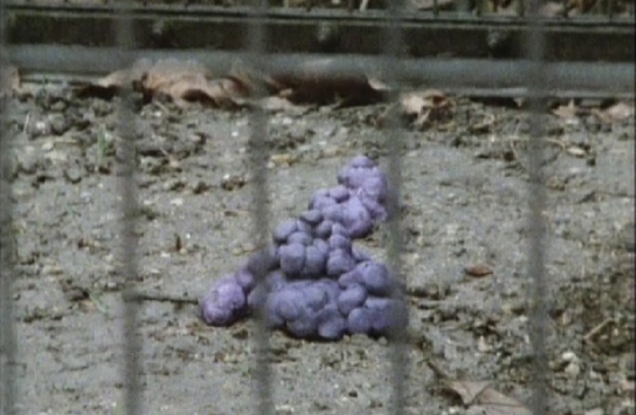 On The Trail Of The Lirpa Loof – The Haunted Generation